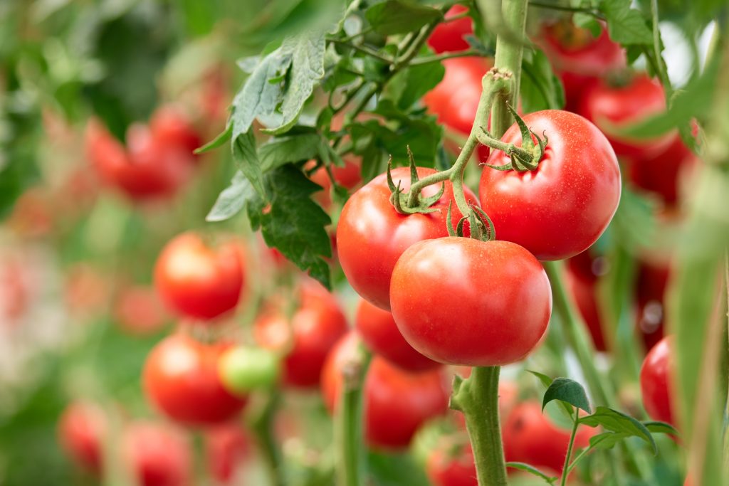 Southern Foodservice – Leader in food service and quality